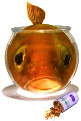 fishbowl